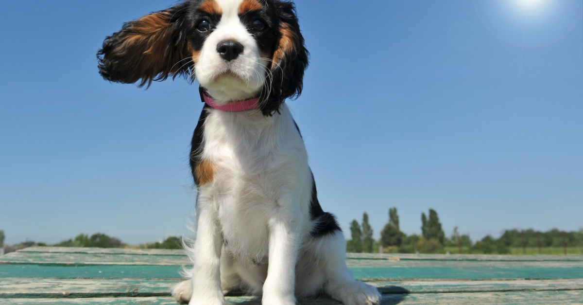Quel collier choisir pour un Cavalier King Charles
