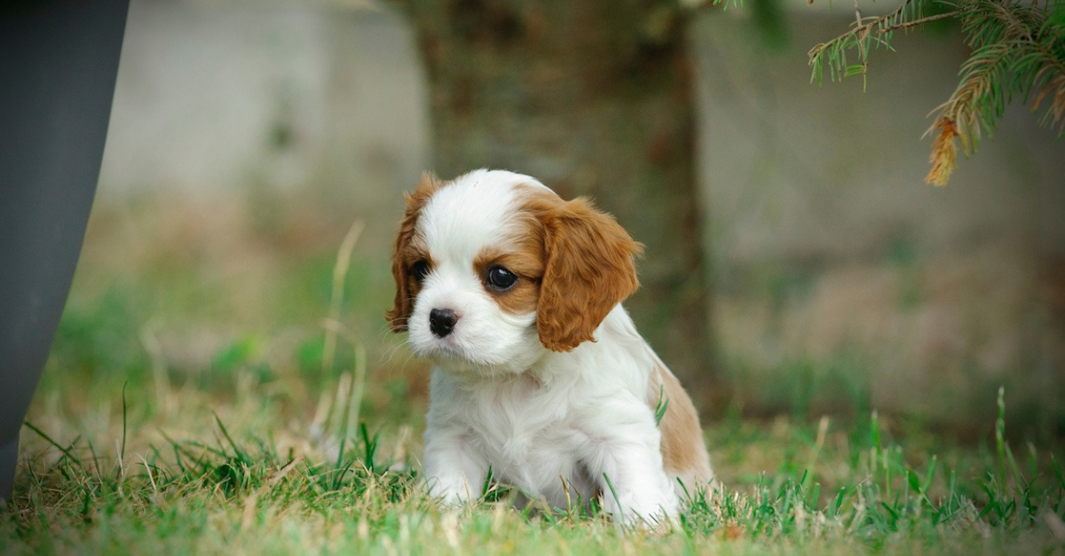 Chiot Cavalier King Charles : caractéristiques et photos